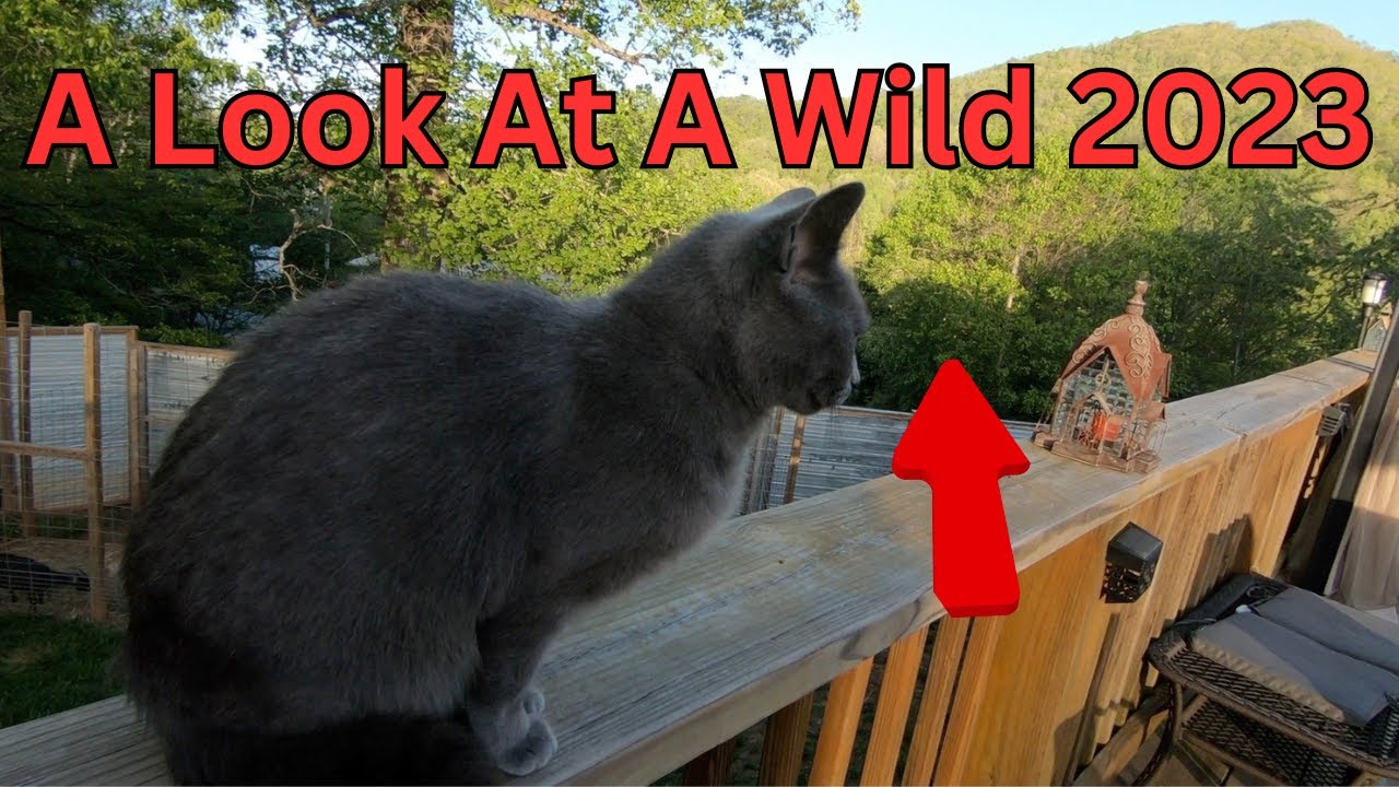 A Look Back At A Wild And Weird 2023! Thank You! - YouTube