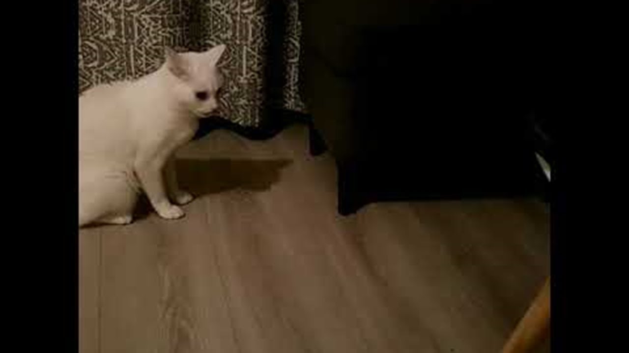 Sneak Attack Cat || ViralHog - YouTube