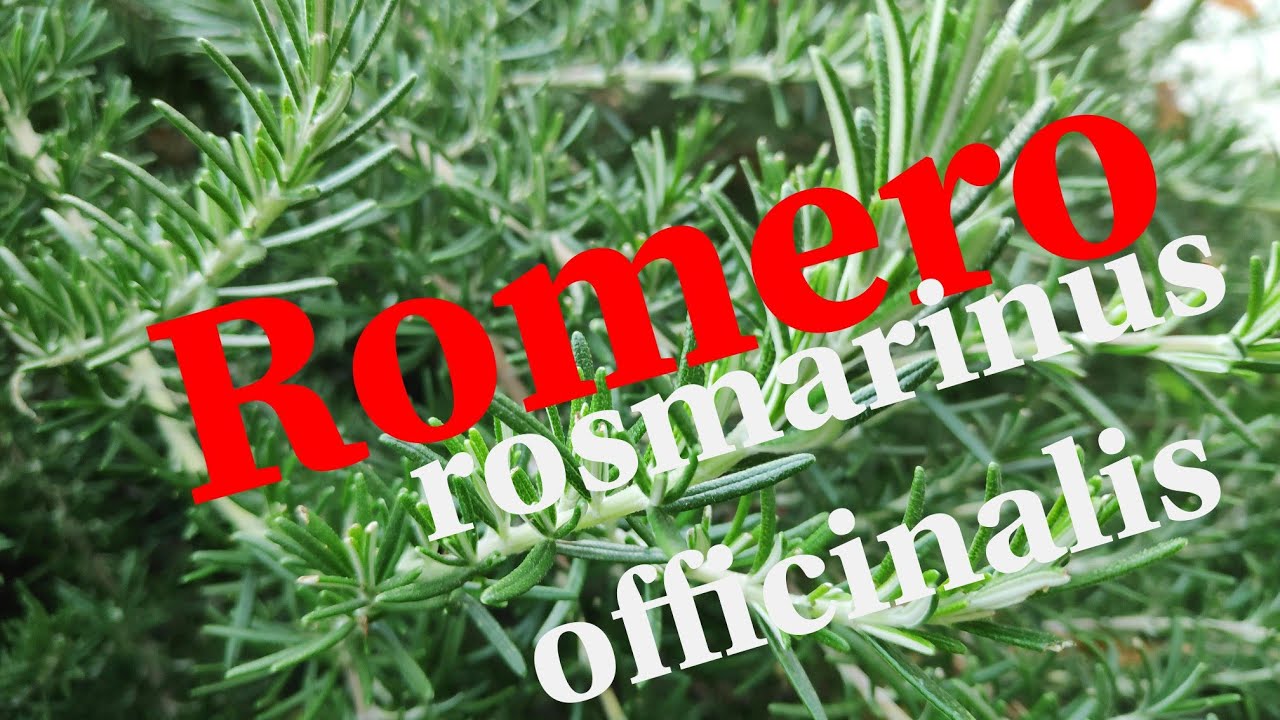 CUIDADOS DEL ROMERO. Rosmarinus officinalis. CONSEJOS PARA CULTIVAR ...