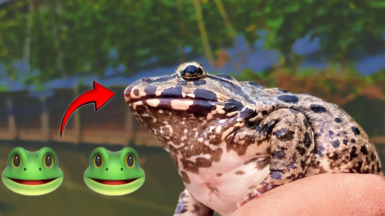 I Found Giant Toad Frog And Fight With us ‼ Hunting Cicada In Nature ...