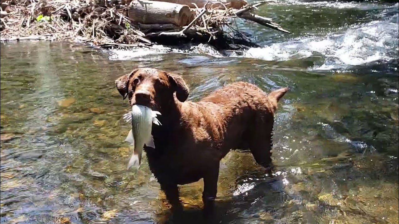Dog catches fish where human can't - YouTube