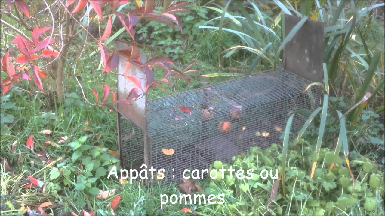 Piège / Rat Musqué / Ragondin - YouTube