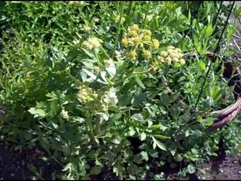 Lipstikka maustekasvi Puutarhapalvelu Tampere 22.7.2012