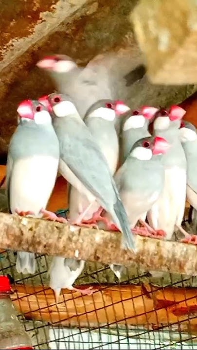silver Java Sparrow Colony & গরমে পাখিগুলোর কি অবস্থা @Njm505 #birds #javabirds #njm505 #animals ...
