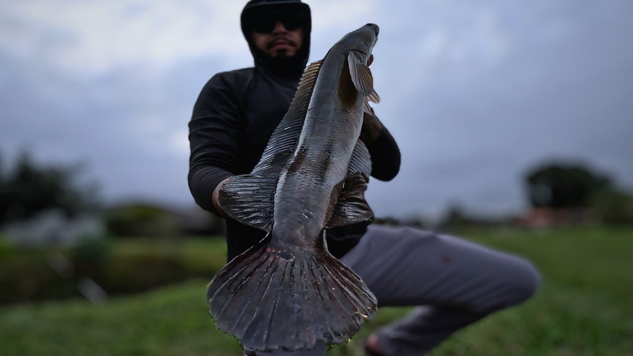 INVASIVE Snakehead Ditch Fishing! Bullseye Snakehead in South Florida ...