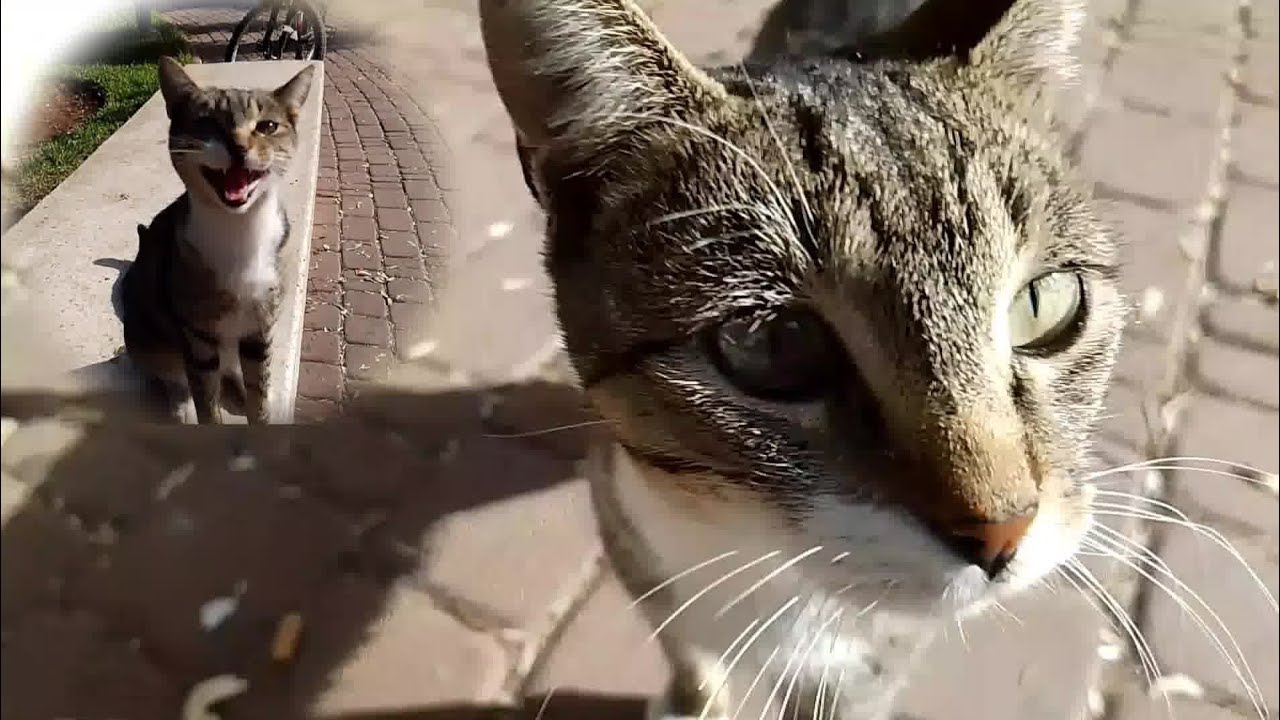 A friendly stray cat meows with an affectionate voice - YouTube