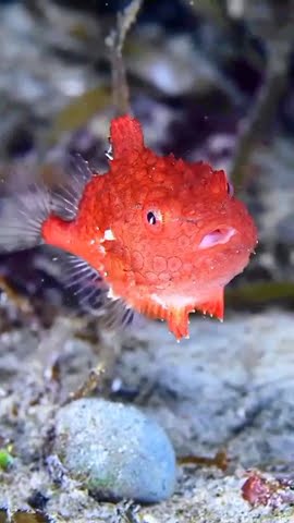Square fish | unique and amazing fishes | #shorts - YouTube