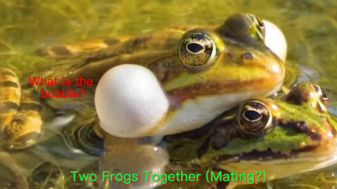 Two Frogs Together (Mating?) - YouTube