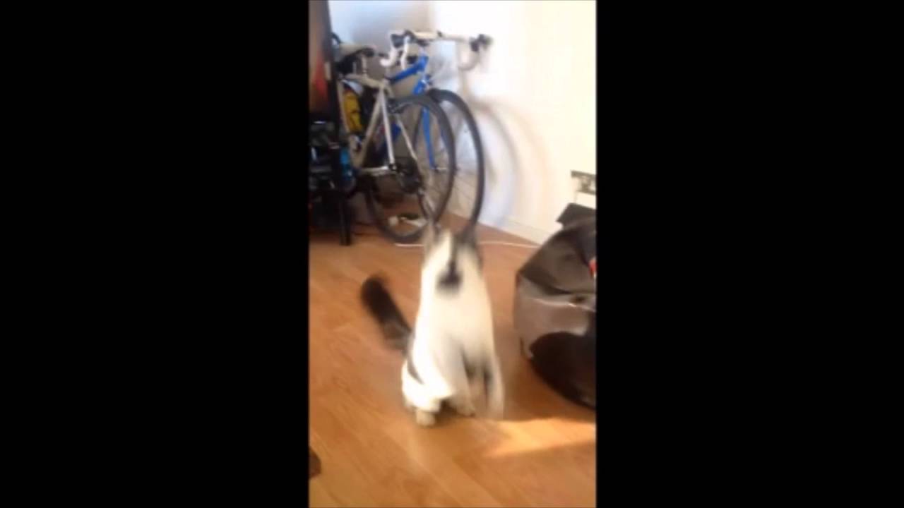 Cat Catches a fly - YouTube