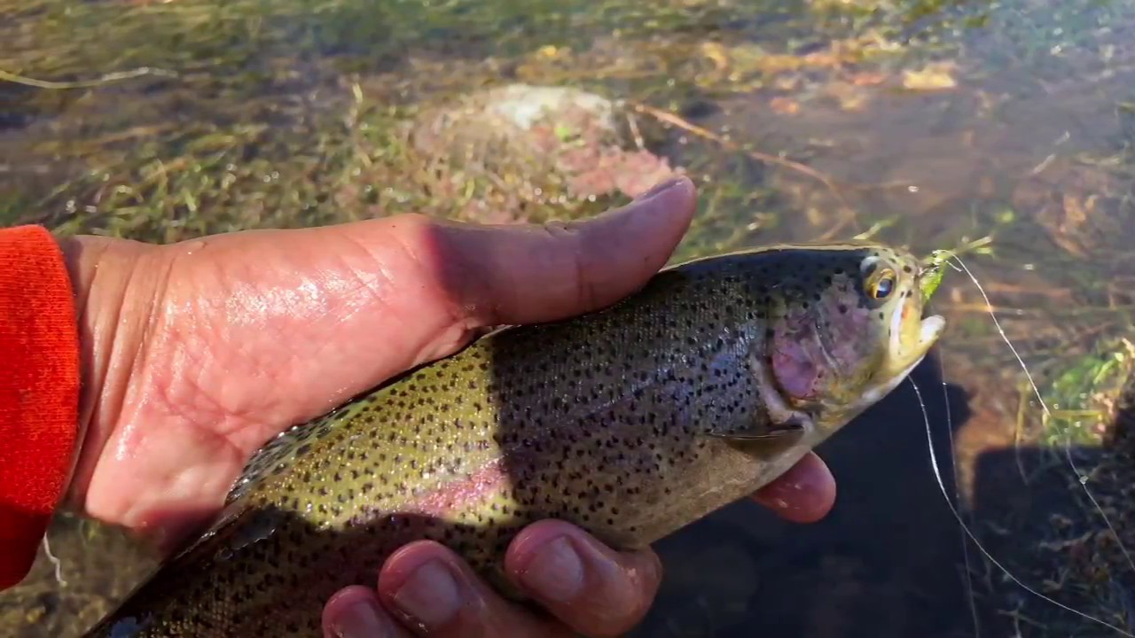 Fly Fishing with Tenkara Rod, Tanuki BootCamp 2018 - YouTube