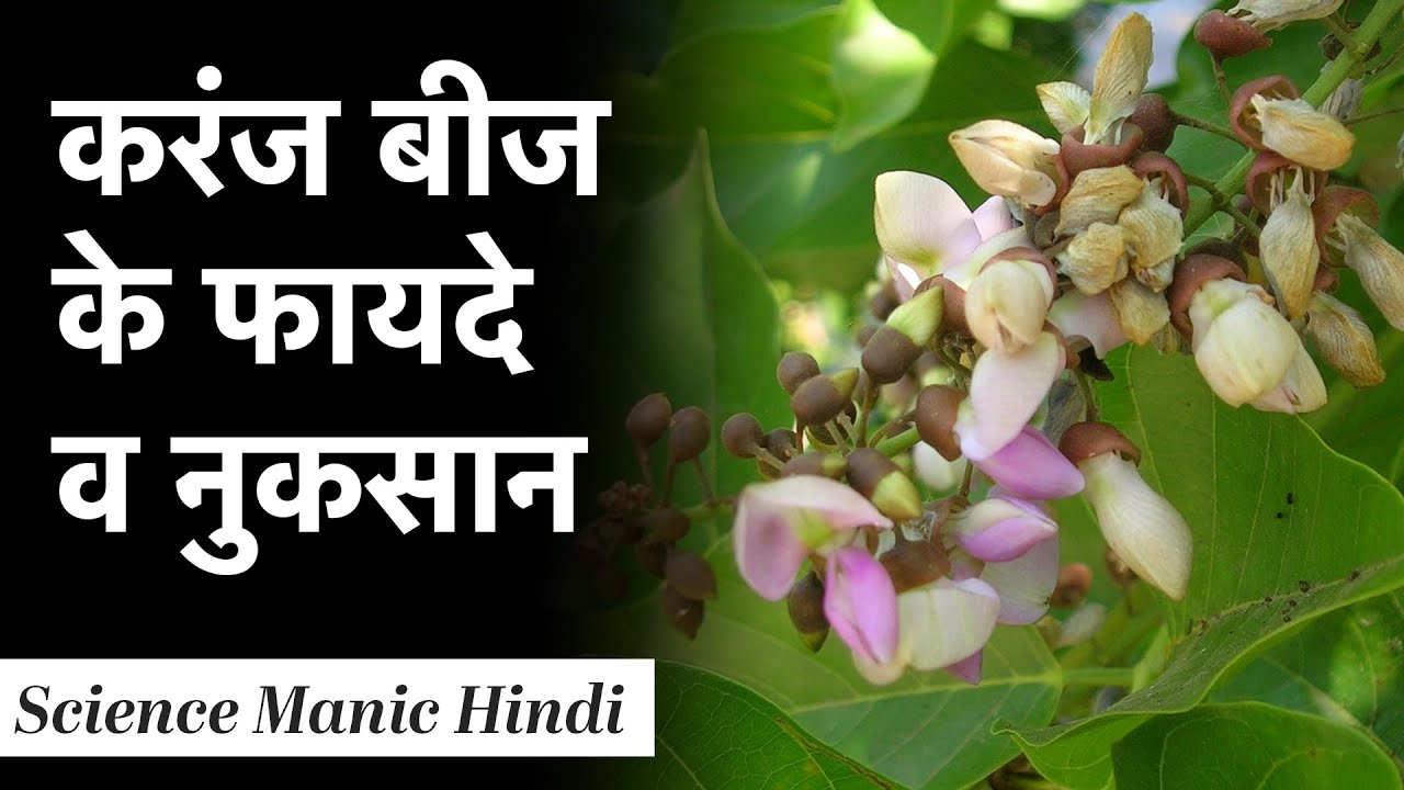 करंज हीरे से भी कीमती है | Karanja Tree Benefits in Hindi | करंज के ...