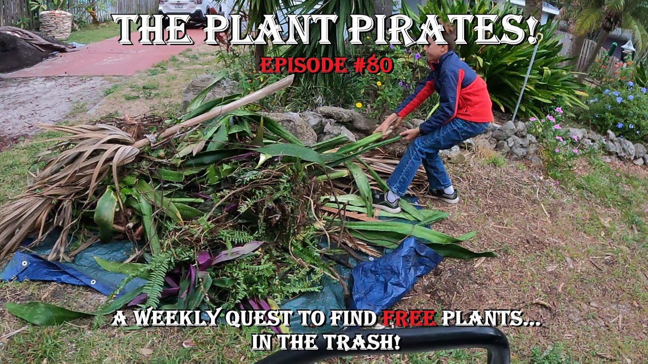 Finding FREE Plants in the trash! The Plant Pirates Episode #80 - YouTube