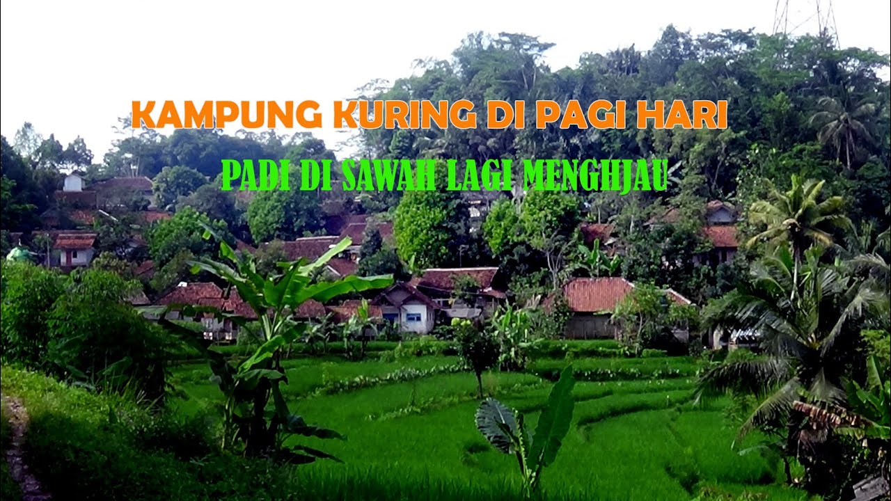 @kampung kuring di pagi hari suasana seperti ini - YouTube