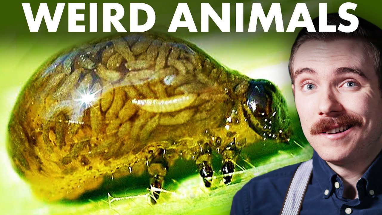 This Strange Little Creature Can Do Something Impossible - YouTube