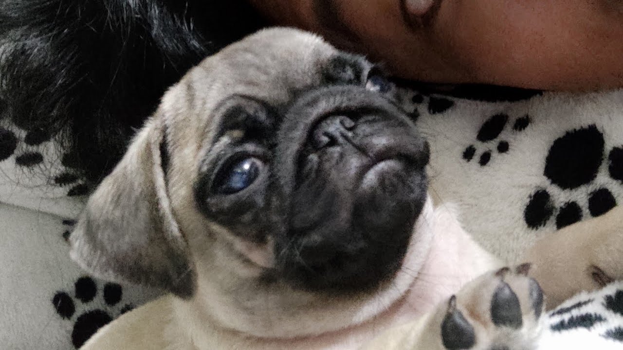 Cute Pug - YouTube