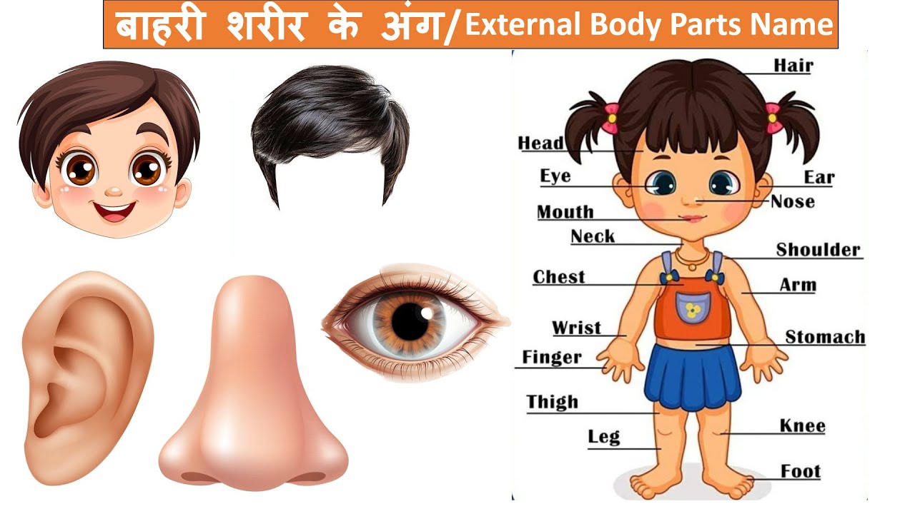 External Body Parts Name || Body Name || Body Parts || English Class ...