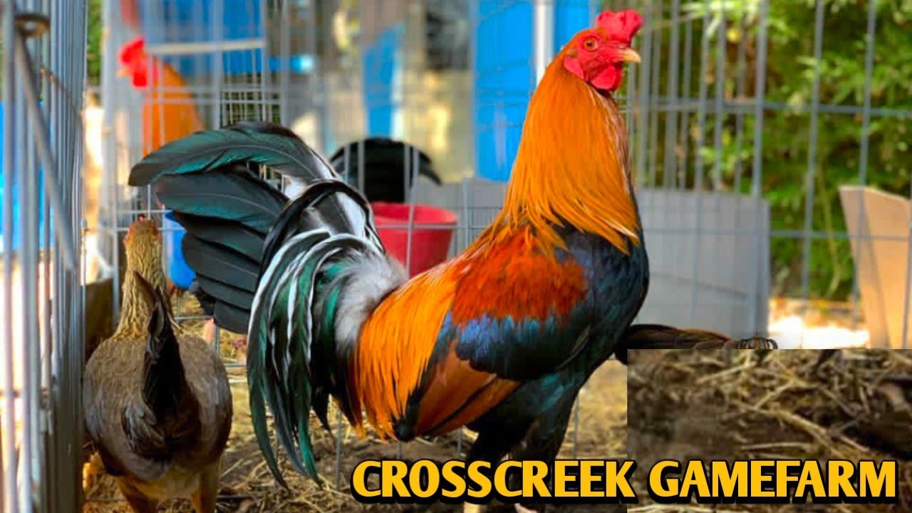 Sweater Hatch Grey - CROSSCREEK FARM - YouTube