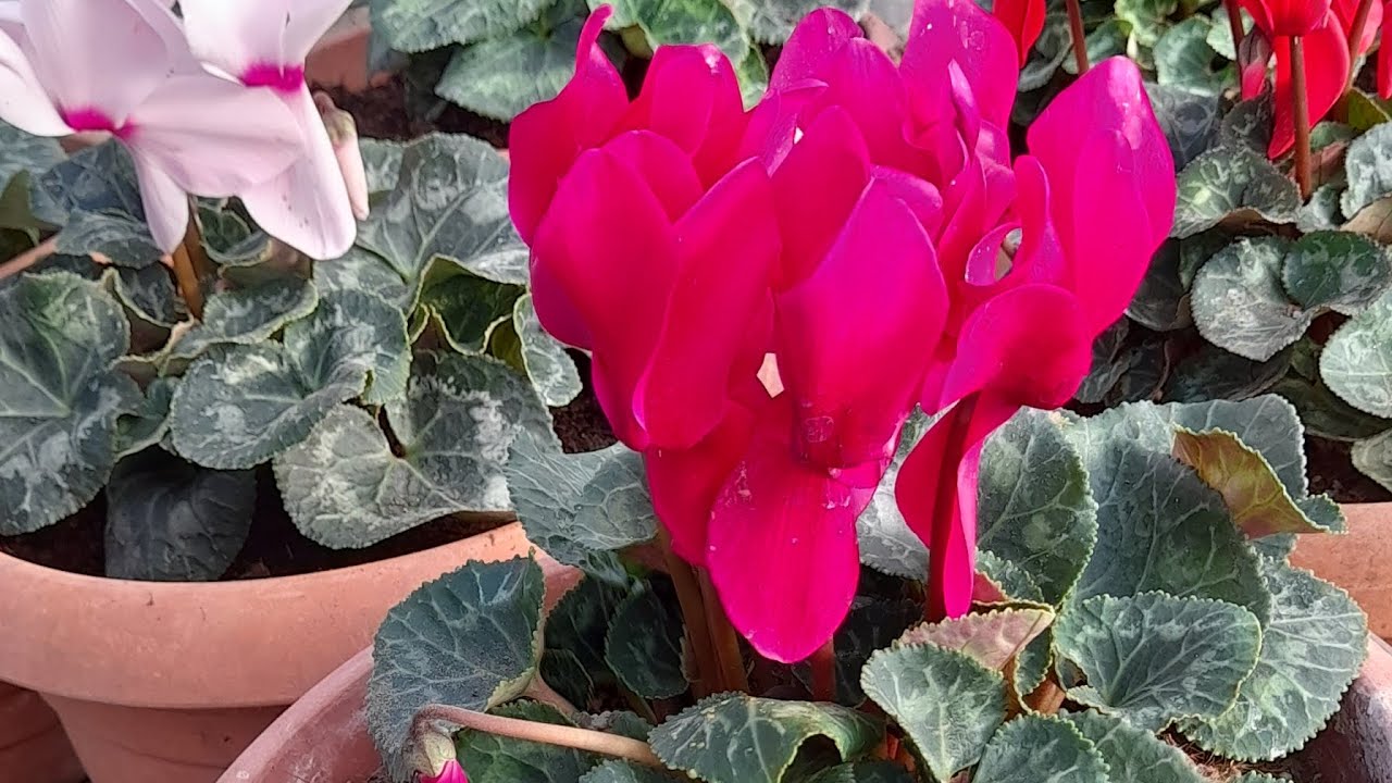 SIKLEMEN(TAVŞAN KULAĞI)🌺KIŞIN BALKONLARIMIZI ISITAN ÇİÇEK 👍# ...