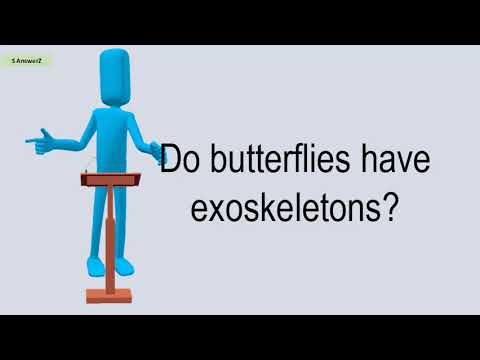 Do All Butterflies Have An Exoskeleton