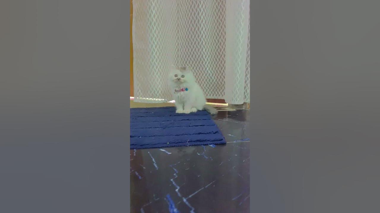 Ragdoll cat - YouTube