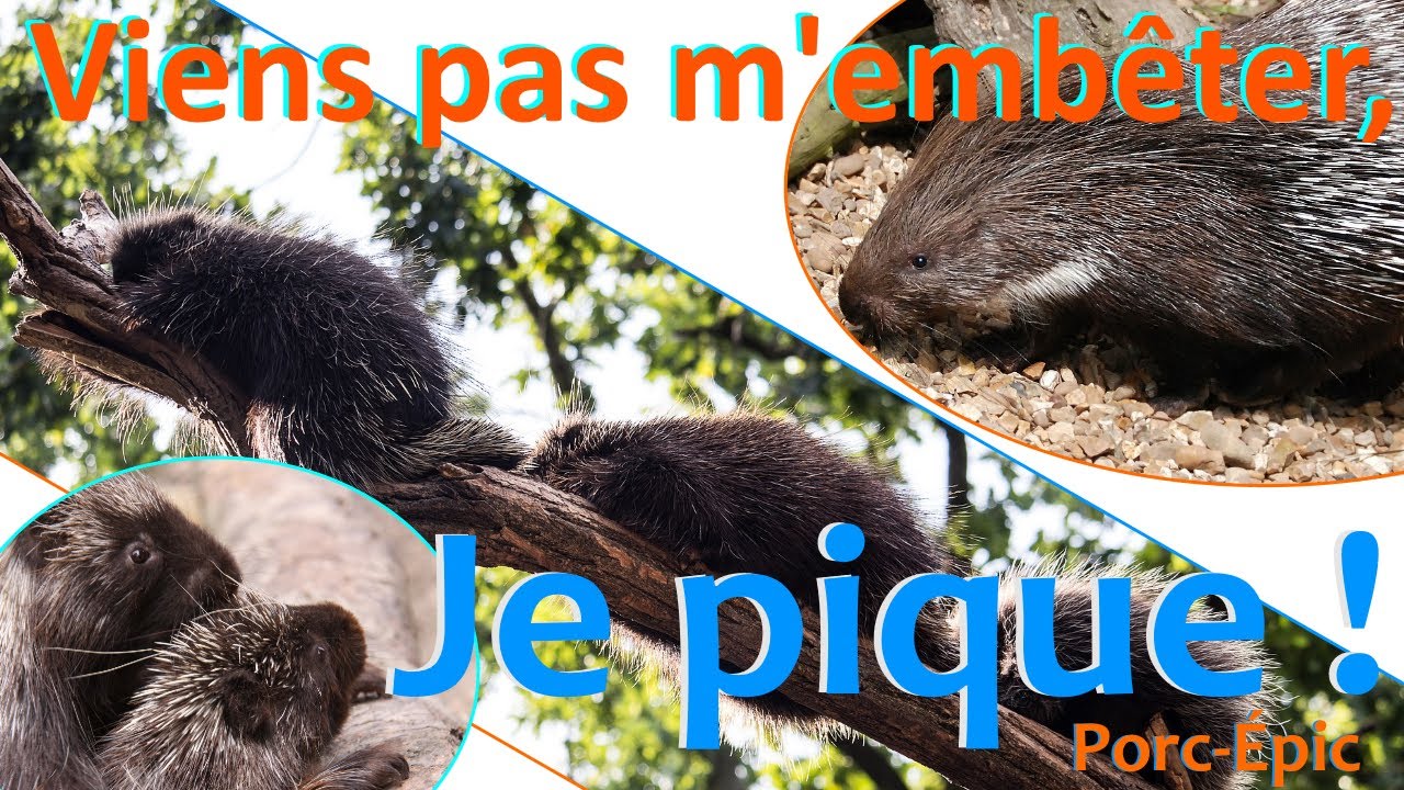 VIENS PAS M'EMBÊTER, JE PIQUE ! Porc-Épic. - YouTube
