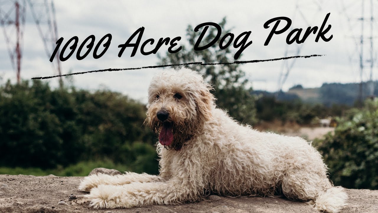 Visiting 1000 Acre Dog Park for the First Time! - YouTube