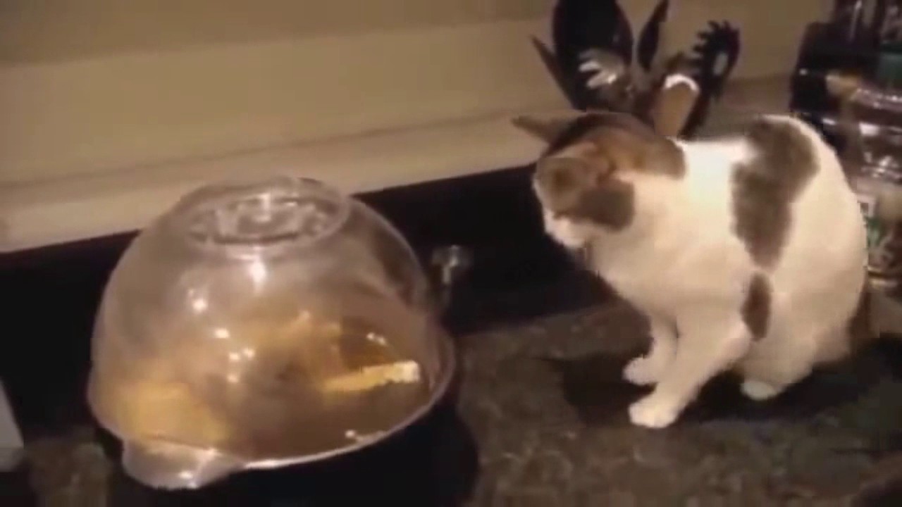 Gatos engraçados - Funny Cats - GAtube - YouTube