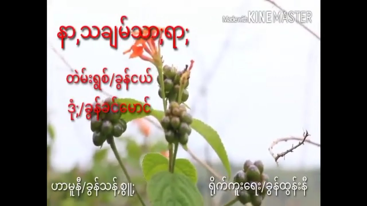 နာꩻသ့ꩻချမ်သာႏရာႏ - ခွန်ငယ်#Khun Nge - YouTube