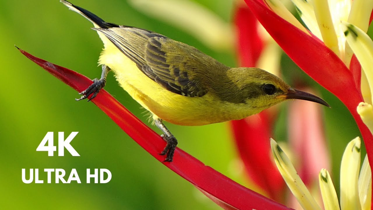 Birds | music and birds sounds | Birds video songs | Nature sounds ...