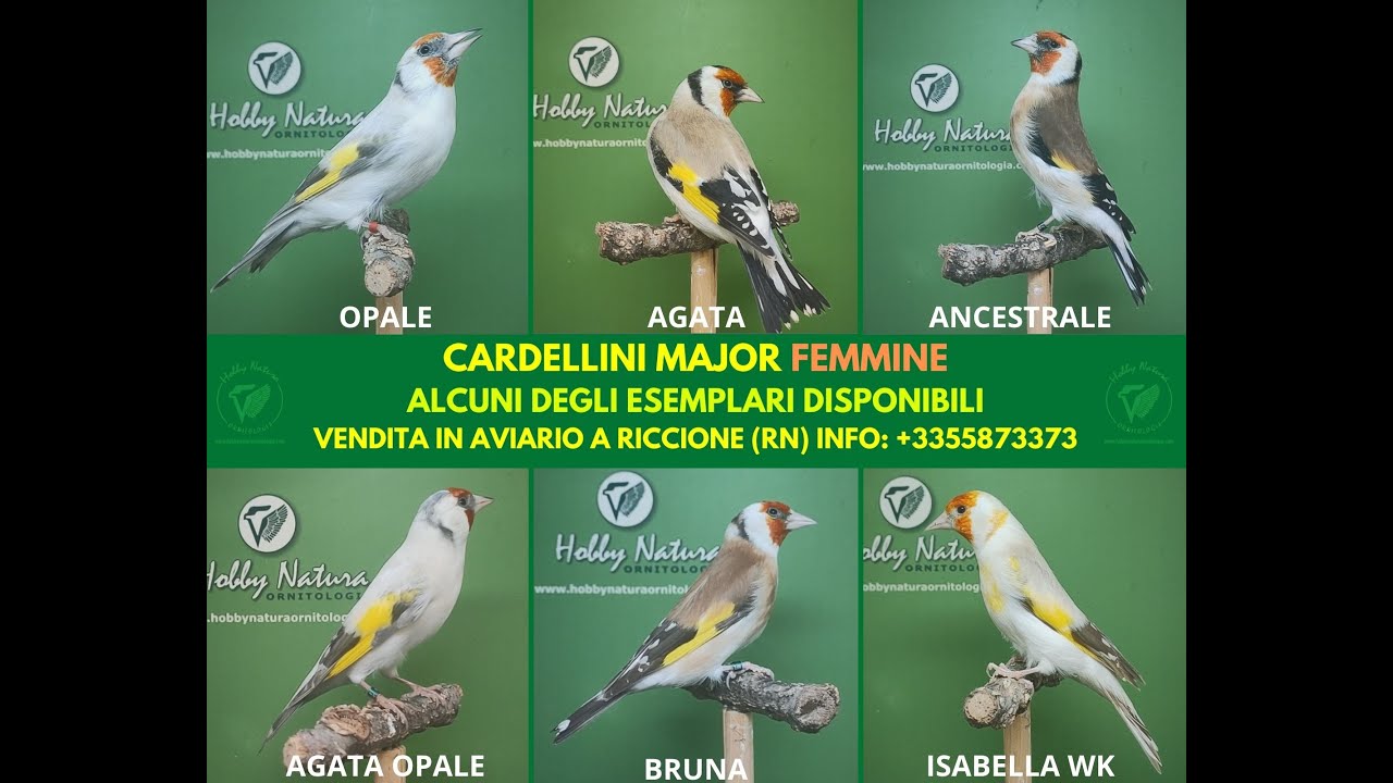 Cardellini Major Femmine (Parte 6) - Opale, Agata, Ancestrale, Bruna ...