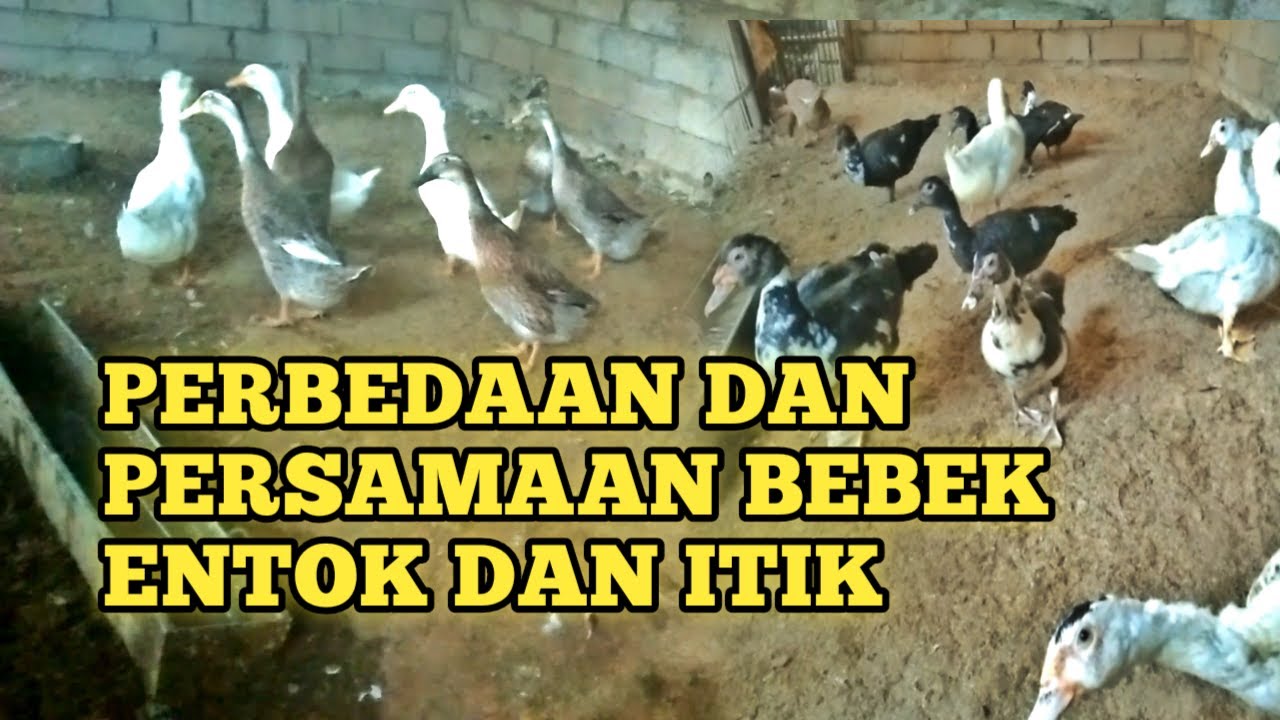 Memahami Perbedaan Itik Dan Bebek Berdasarkan Ciri Ci