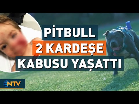 İki Küçük Kardeş Pitbull Kabusunu Yaşadı! İçişleri Bakanlığı'ndan Açıklama Geldi | NTV