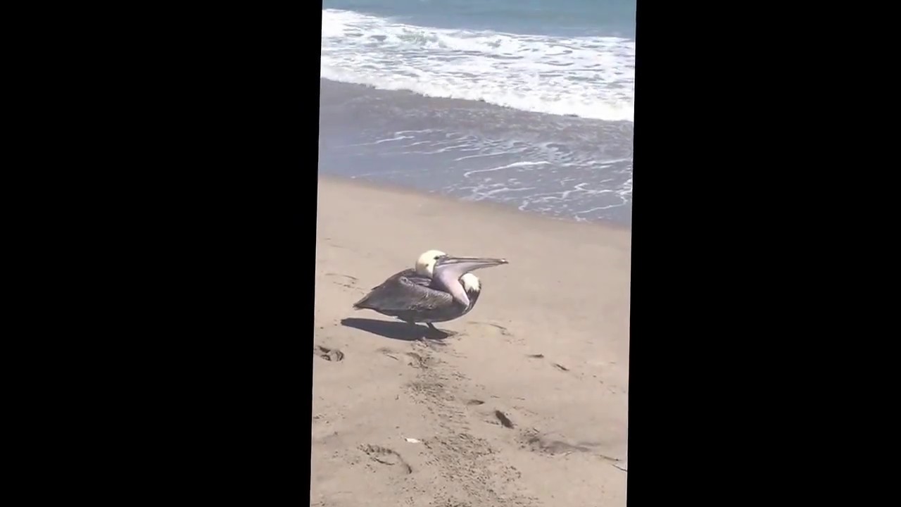 Pelican choking on fish head - YouTube
