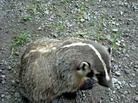 American Badger - YouTube