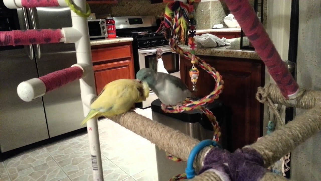 Parrotlets Preening - YouTube