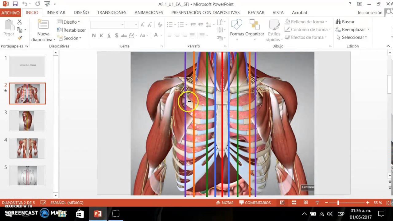 LINEAS DEL TORAX - YouTube