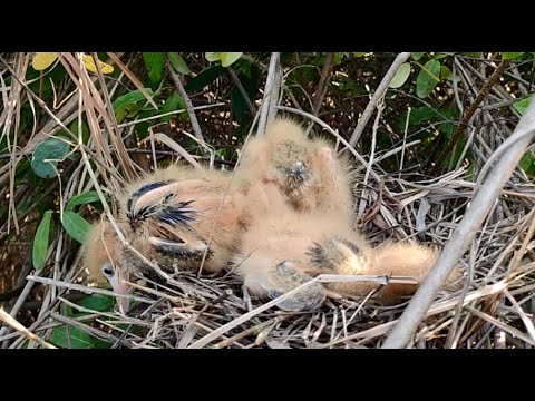 Waiting For Food With Hunger | Yellow Bittern Chicks - YouTube