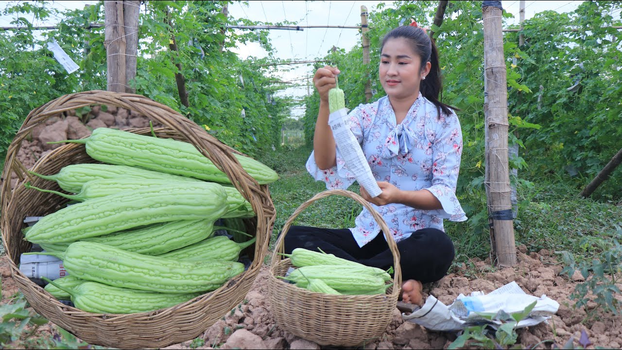 Pick bitter gourd from the farm for cooking / Stir-fry shrimps and ...