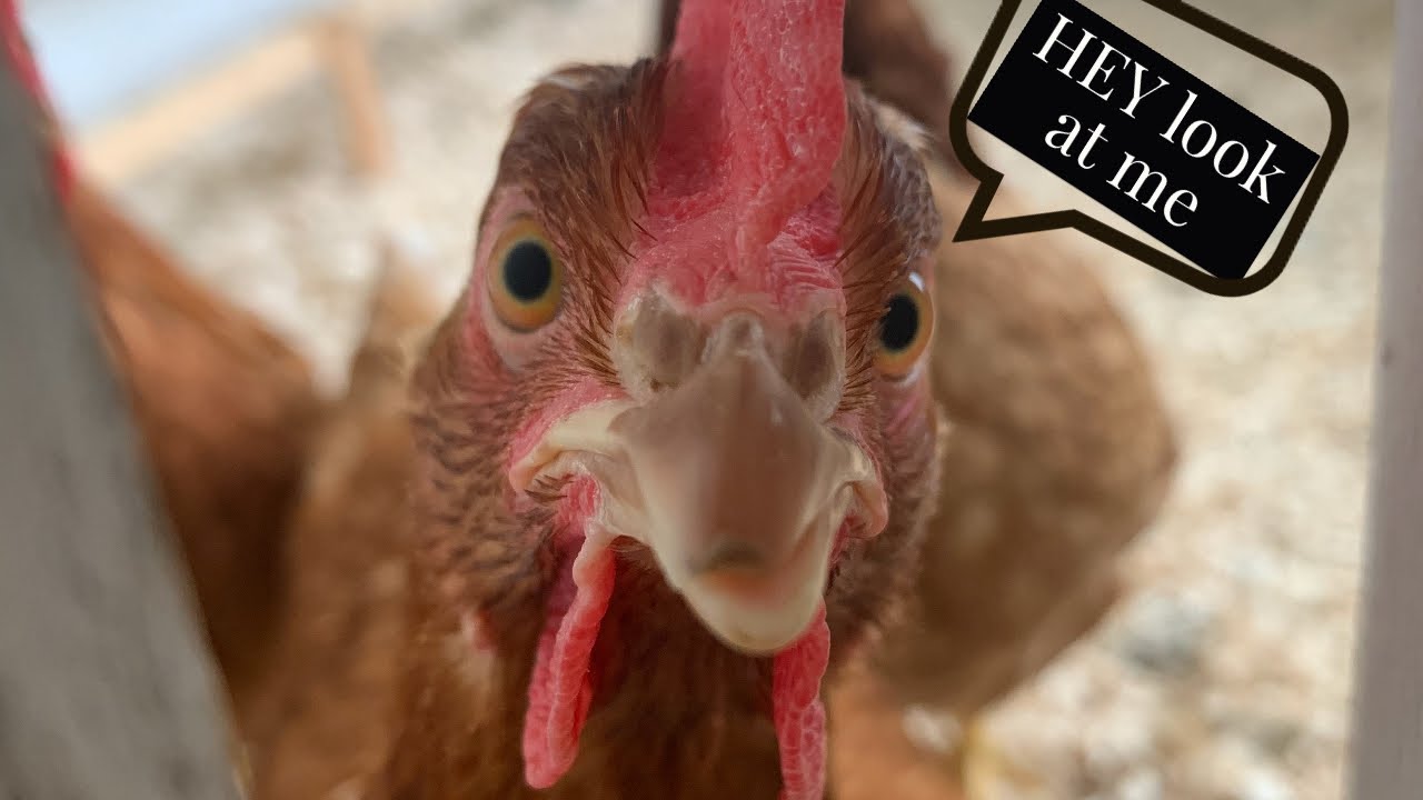 Chickens discover a phone for the first time - YouTube