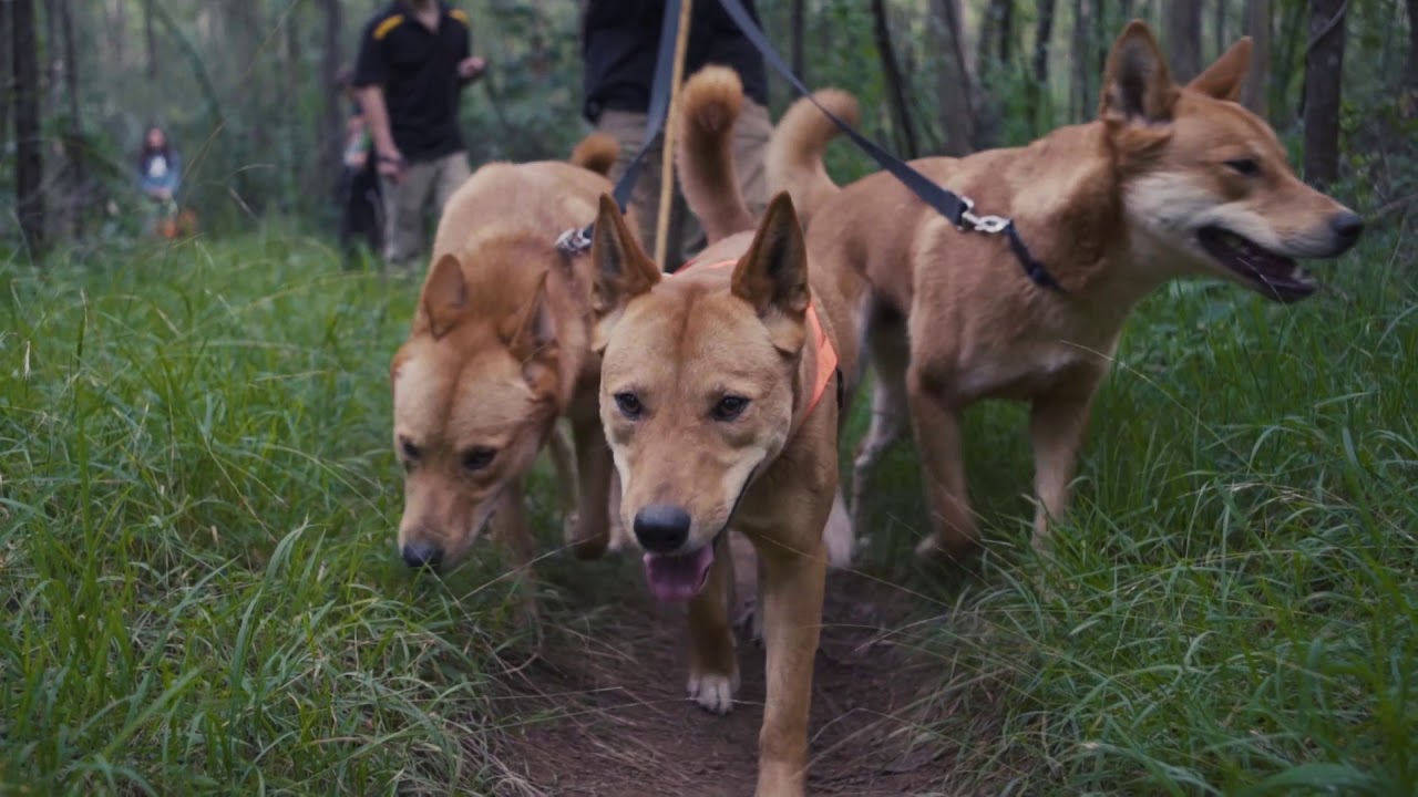 Dingo Den Volunteering: Where passion finds purpose - YouTube