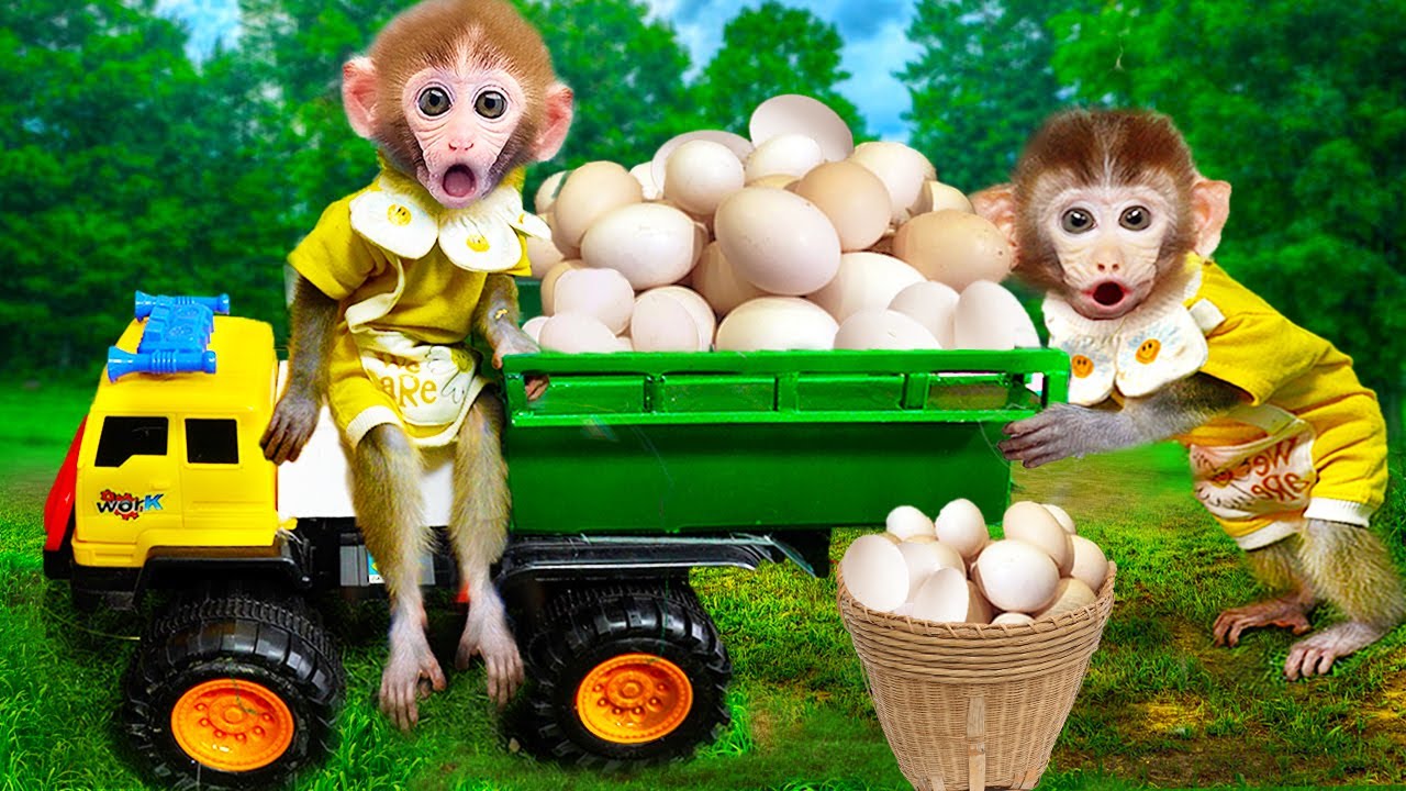 Baby Monkey Bi Bon harvest eggs and take care of dairy cows | Funny ...