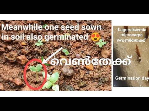 Lagerstroemia microcarpa seedling growth. വെൺതേക്കിൻ്റെ തൈകൾ - YouTube