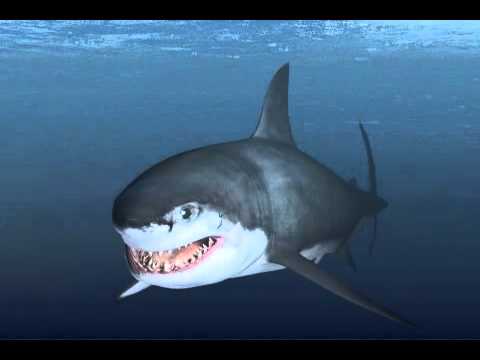 Sharks are nice! - YouTube