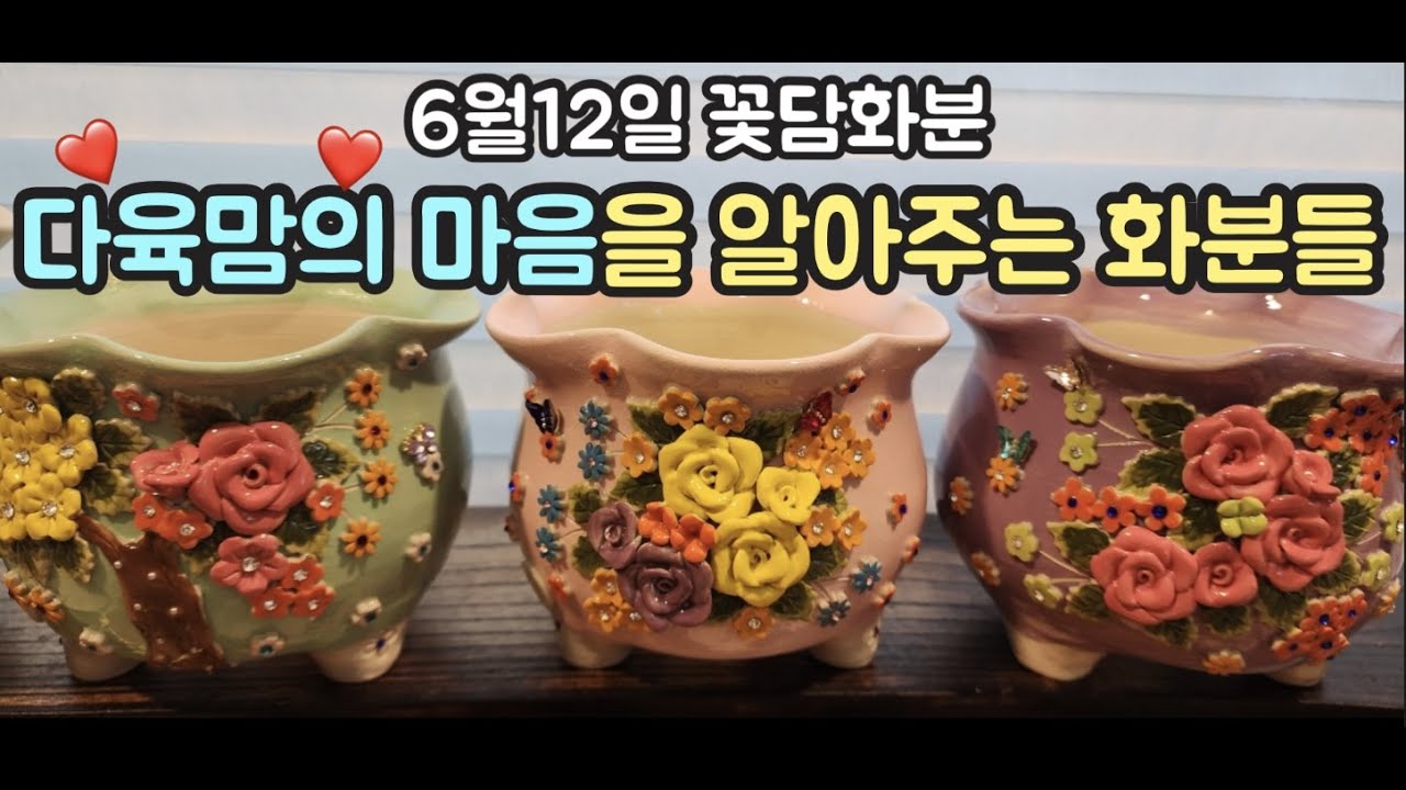 6월12일 다육맘의 마음을 알아주는 화분들 꽃담다육스토리예쁜화분화분싸게파는곳다육식물多肉植物succulents다육이꽃담화분다육화분꽃담다육스토리화분 Youtube
