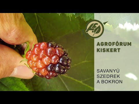 Savanyú a szeder? - YouTube