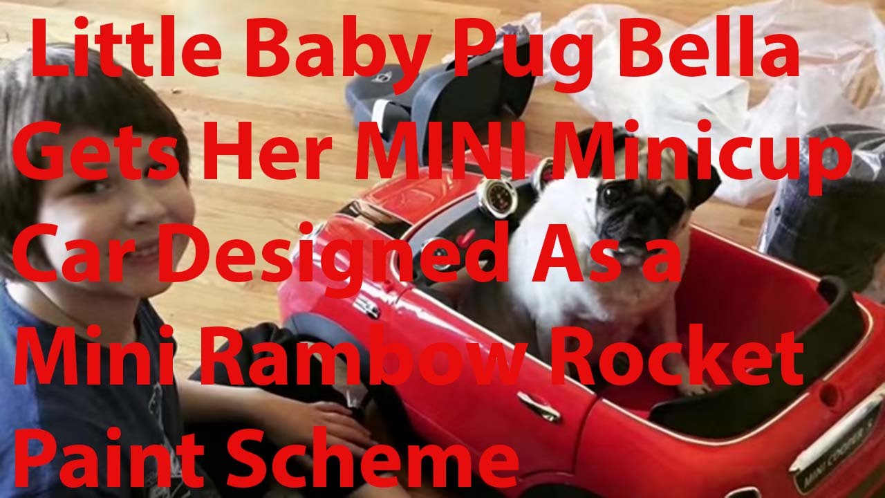 Little Baby Pug Bella gets her MINI minicup car designed as a mini ...