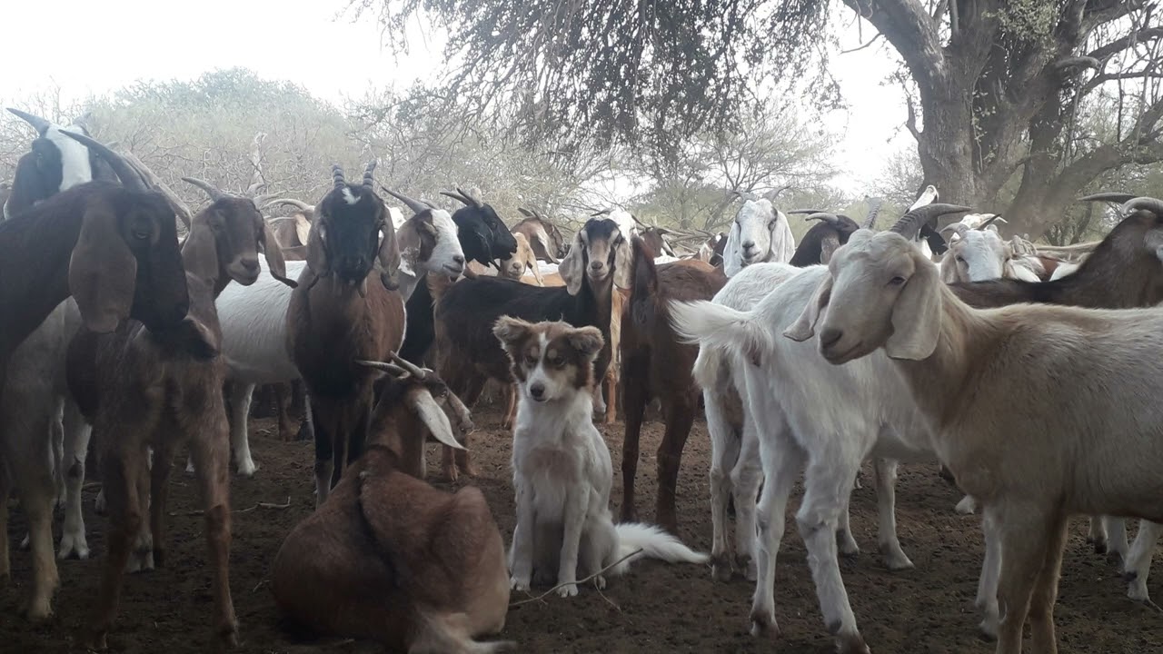 Entrevista con un cabrero - YouTube