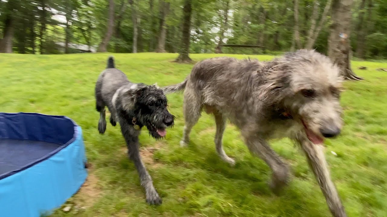Ok, Lets Play: Salt & Pepper Giant Schnauzer Puppy And Irish Wolfhound ...