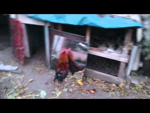 GÜNÜN KOMİK VİDEOSU KOPMAK GARANTİ