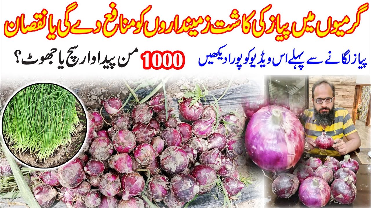 Onion farming in Pakistan | onion farming in summer | pyaz ki kasht in ...